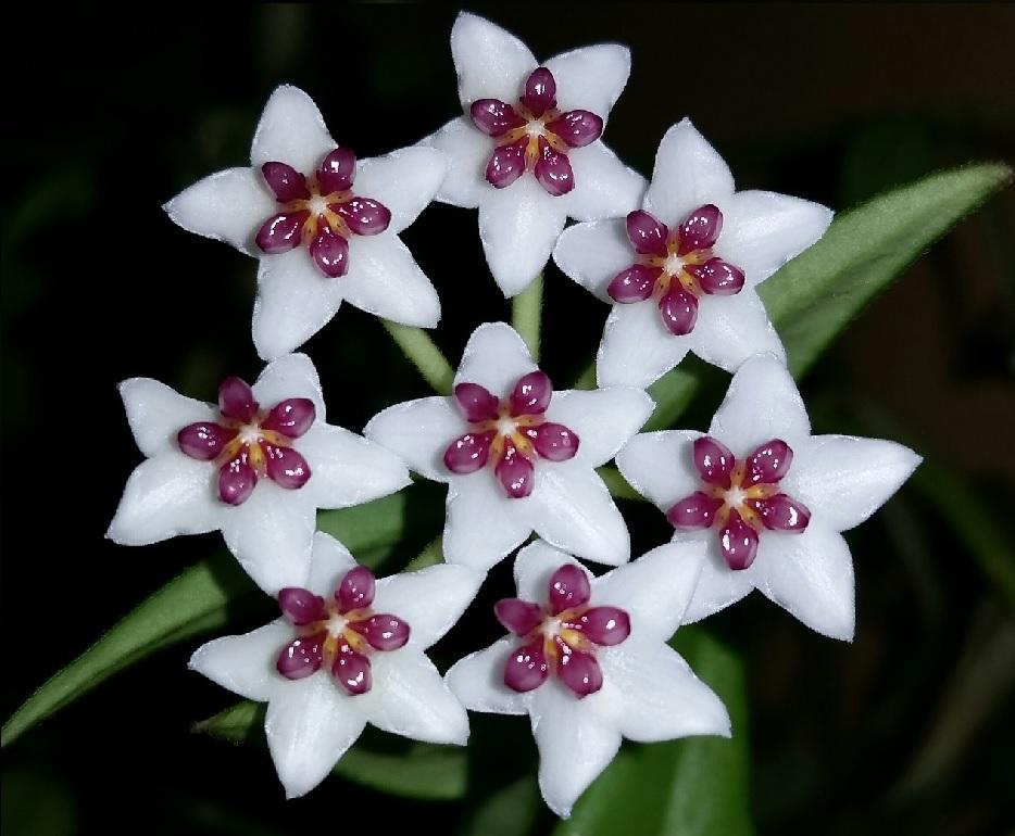 How to Grow and Care for the Tropical Hoya Plant | Sproutabl