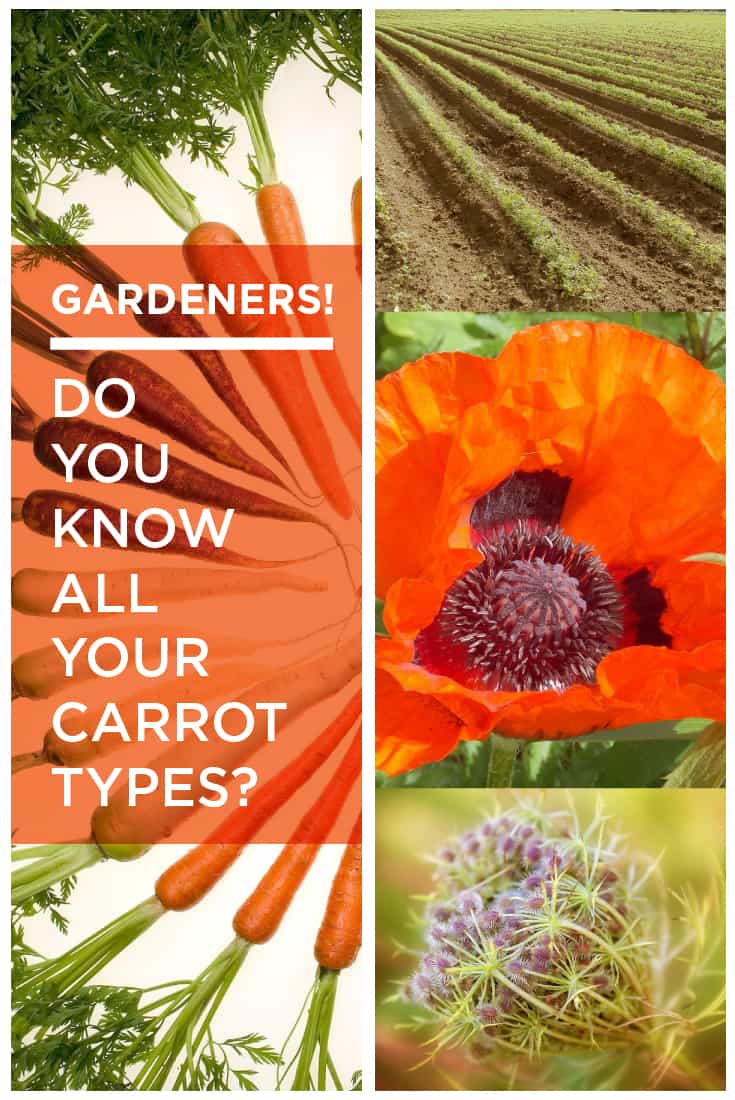 A Guide to Various Types of Carrots - Properly Rooted
