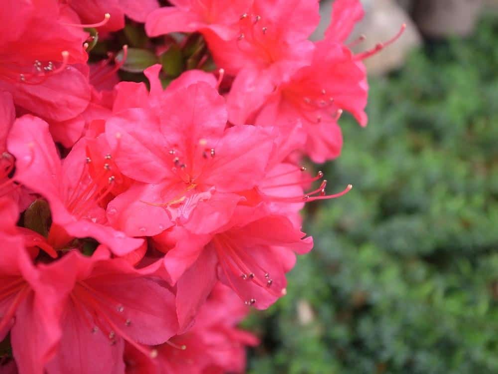 Growing the Azalea Has Never Been Easier - Properly Rooted