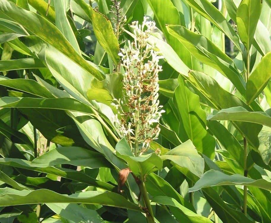 The Greatest Way of Growing Galangal - Properly Rooted