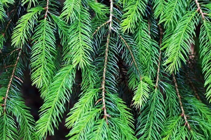 Say Green All Year with the Best Evergreen Trees - Properly Rooted