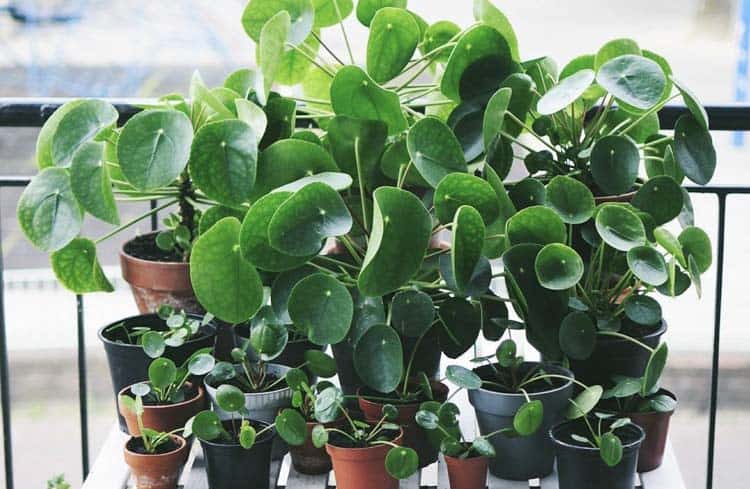 Pilea Peperomioides Care: The Ultimate Guide - Properly Rooted