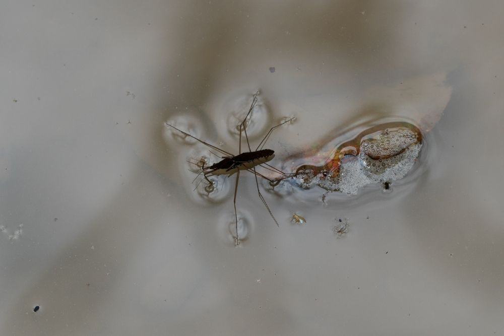 The Most Effective Ways To Get Rid Of Waterbugs - Properly Rooted