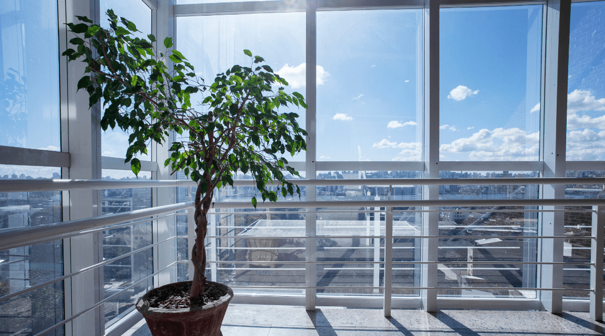 10 Best Indoor Low Light Trees: Tall Plants that Don’t Need Sunlight ...