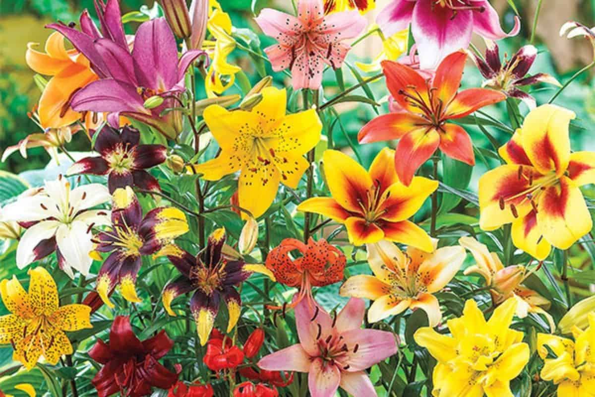 30 Different Types Of Lilies (With Pictures) & How To Grow Them ...