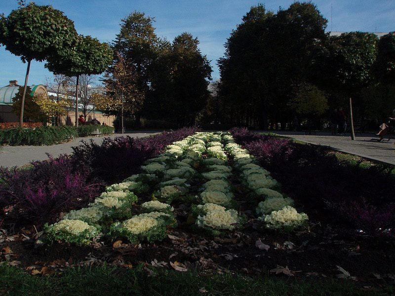Finding the Ideal Broccoli Spacing- How far apart to plant Broccoli ...