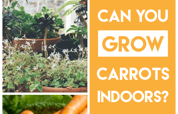 Tips for Growing Carrots Indoors | Properly Rooted