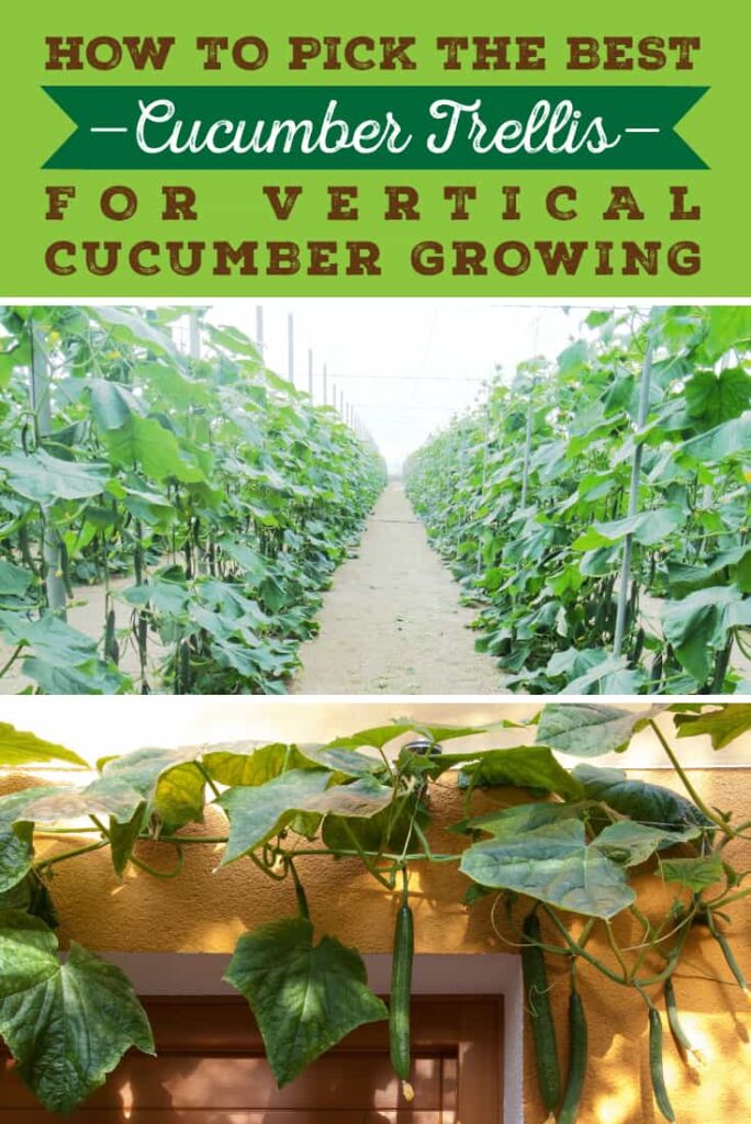 Raised Beds | Properly Rooted