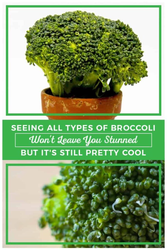 Growing Broccoli | Properly Rooted