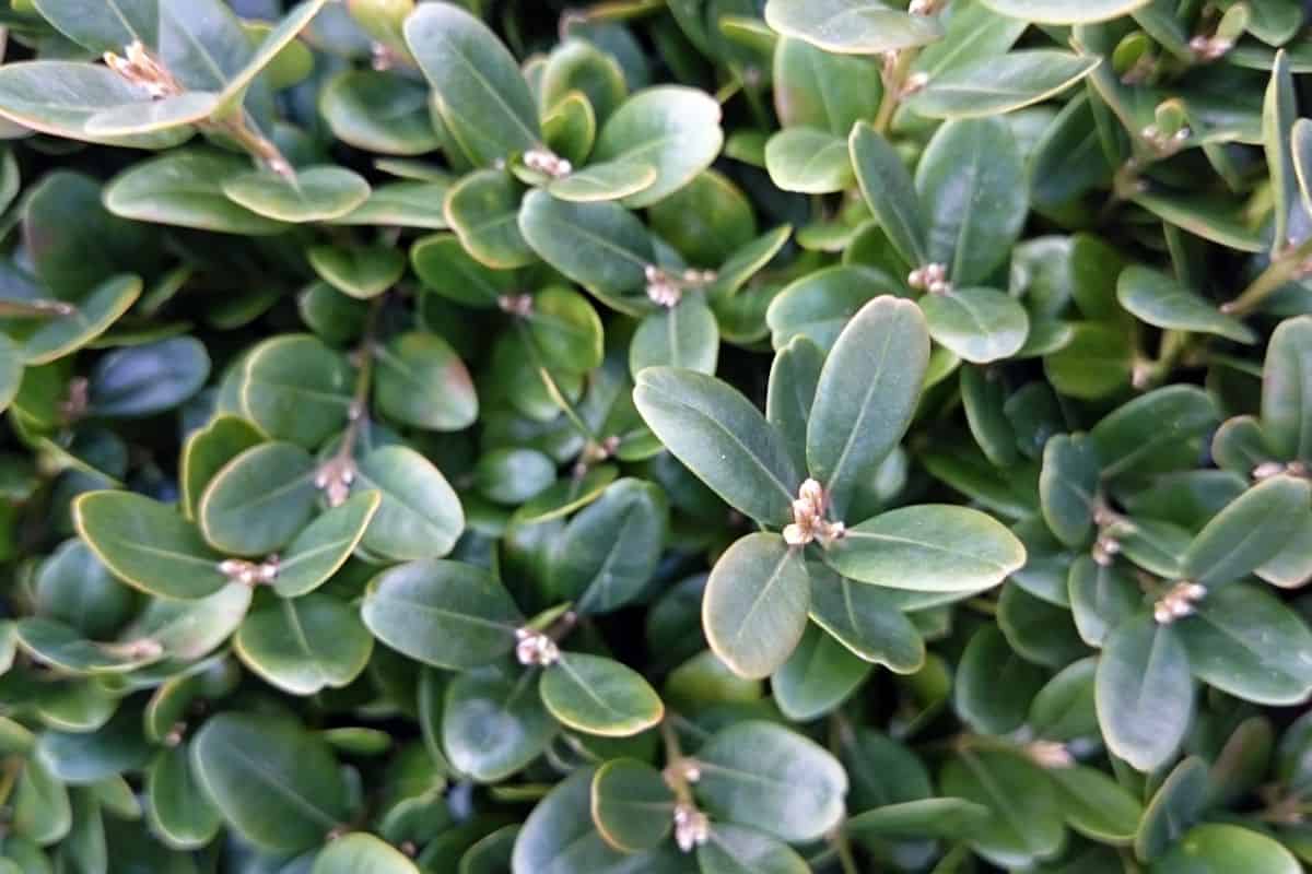 Dwarf Evergreen Shrubs For Small Gardens And Landscapes | Properly Rooted