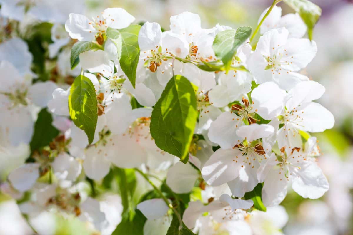 15 Perfect White Flowering Trees For Your Backyard | Properly Rooted