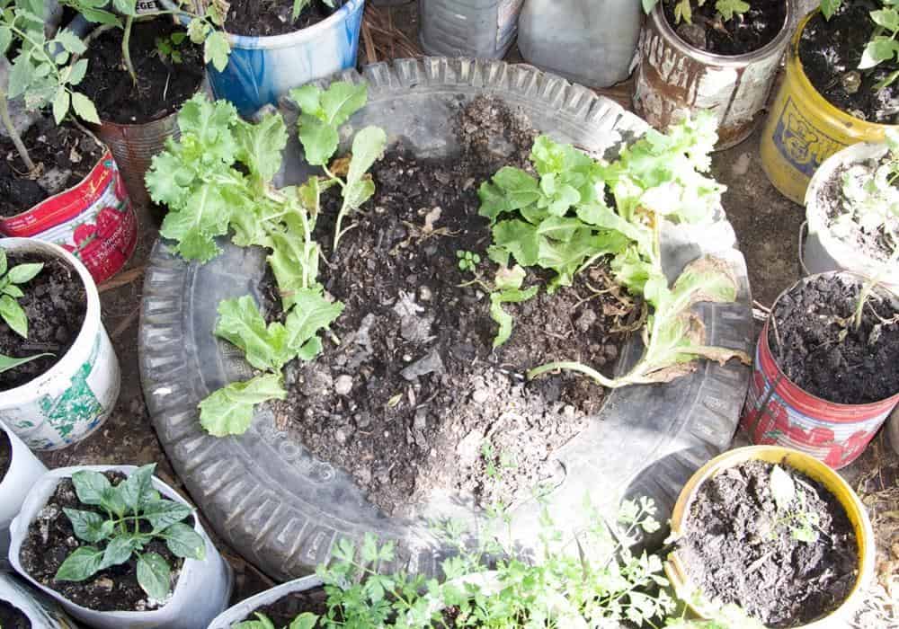 Finding the Ideal Broccoli Spacing- How far apart to plant Broccoli ...