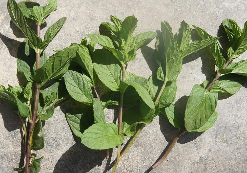Learn New Ways of Growing Spearmint | Properly Rooted