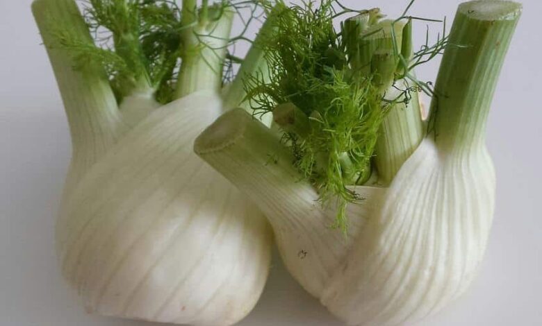 Growing Fennel the Right Way | Properly Rooted