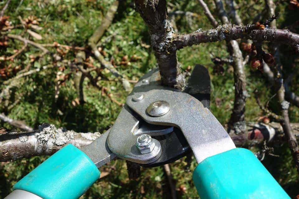 Our Handy Guide to the Best Pruners | Properly Rooted