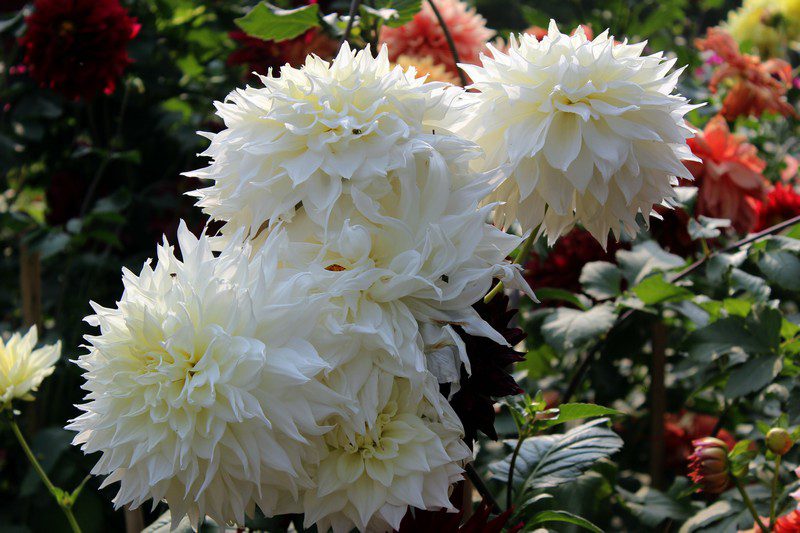 How To Grow And Care For A Champa Flower? | Properly Rooted