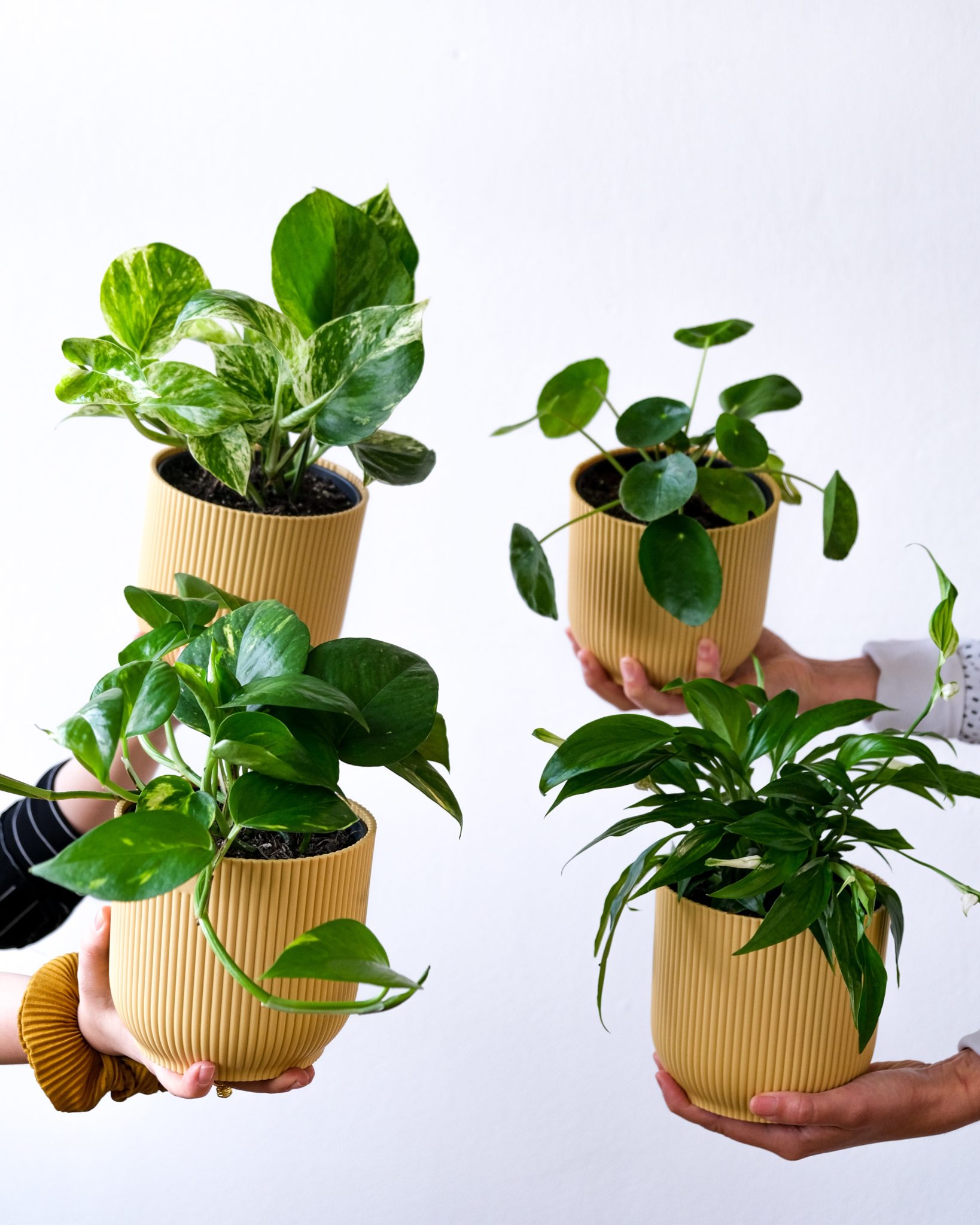 Pilea Leaf Curling – The Causes and Solutions | Properly Rooted
