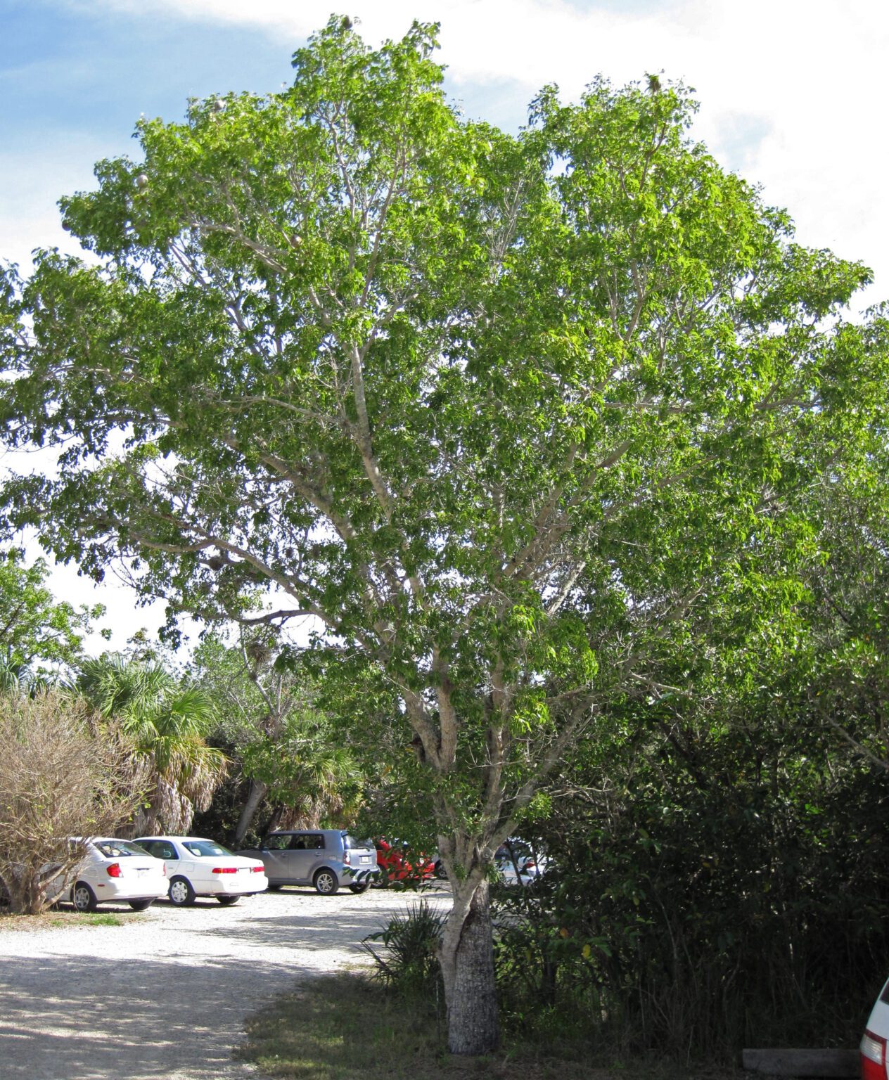 Mahogany Tree: A Comprehensive Guide to Growth, Uses, and Conservation ...