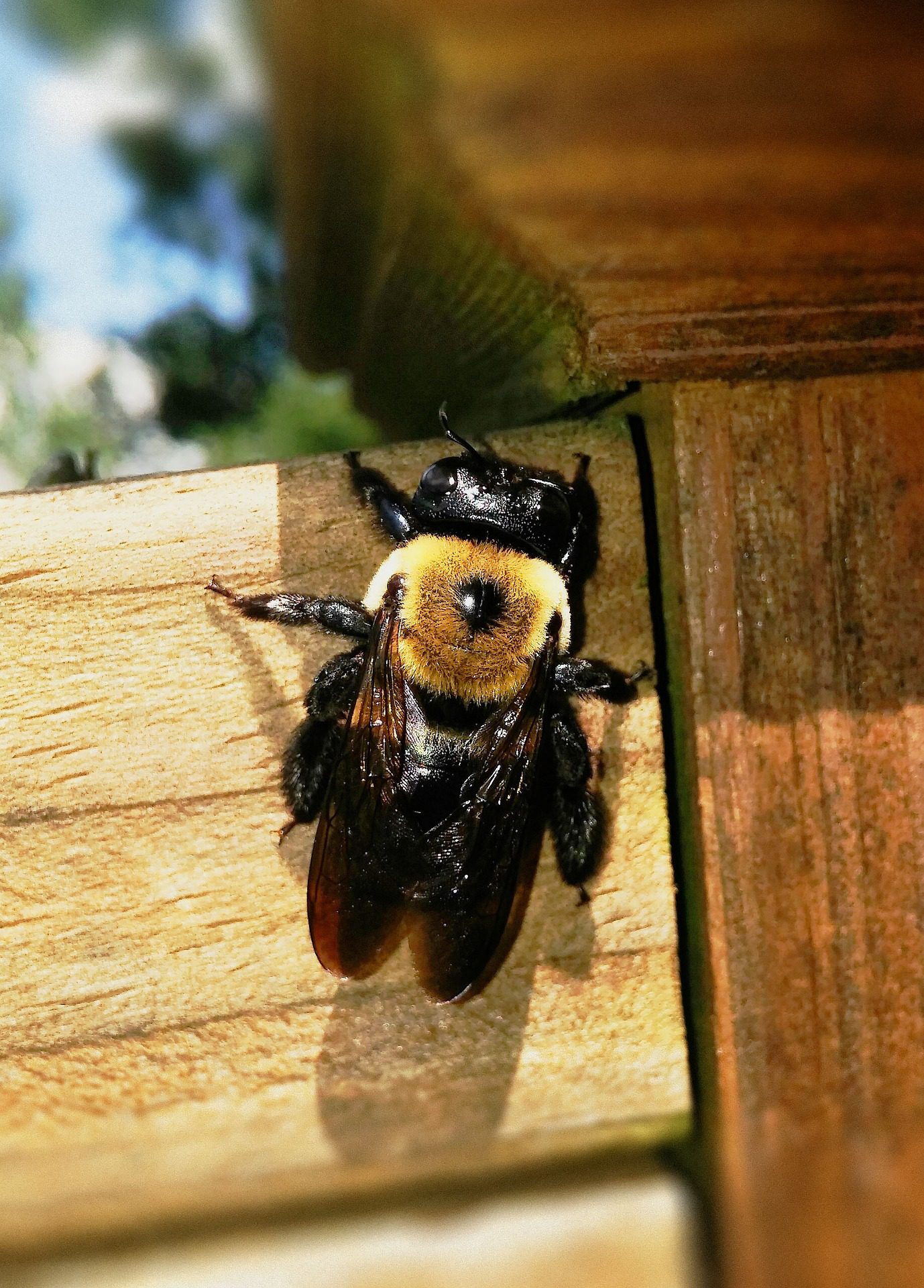 How to Get Rid of Carpenter Bees: A Practical Guide | Properly Rooted