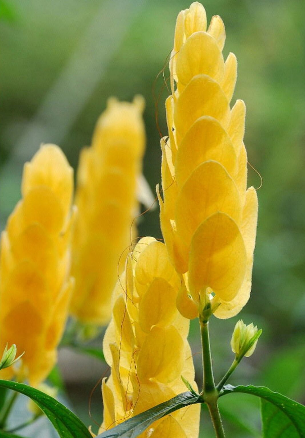 Quickly discover the Lollipop Plant: A Pachystachys Lutea Overview ...